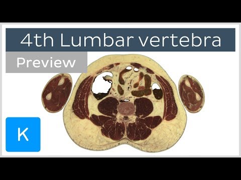 Cross Sections: 4th Lumbar Vertebra Level (preview) - Anatomy | Kenhub