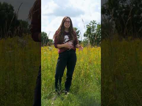 Big Bluestem: Illinois's State Grass