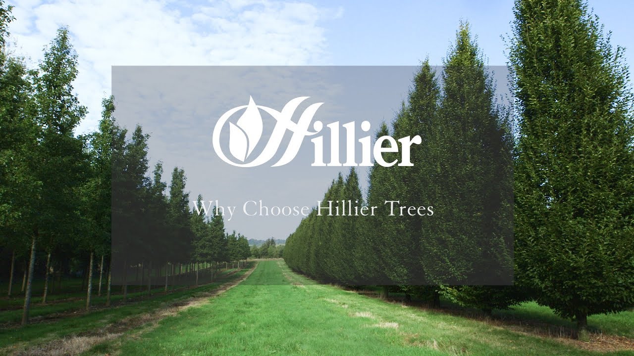 Why Choose Hillier | Sarah Eberle Talks About Hillier Trees