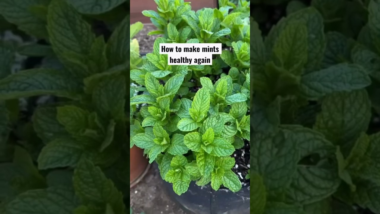 How to grow mint at home | How to grow mint from cuttings | Plant care tips #plantpropagation #viral