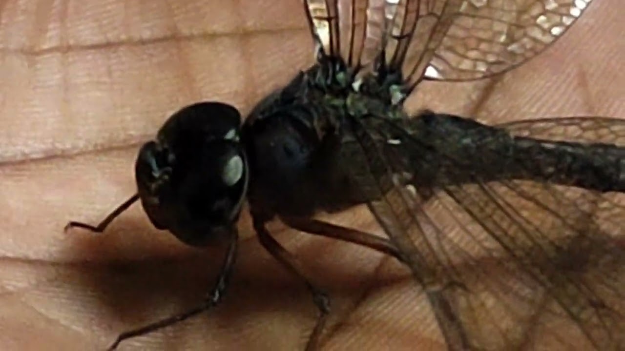 Black Dragonfly - Anisoptera @selyan1980