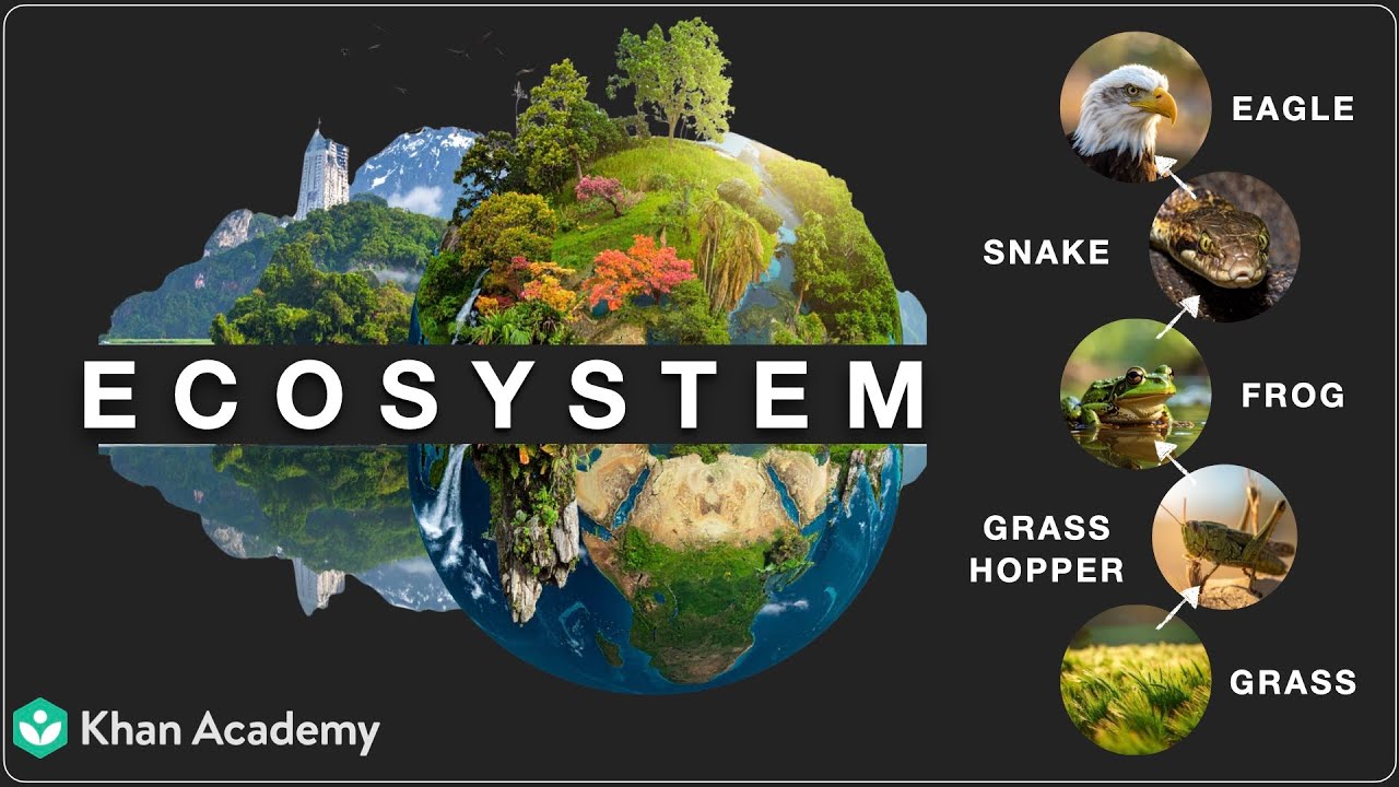 Ecosystem | Environmental Management | Maharashtra Grade 10 | Science | Khan Academy