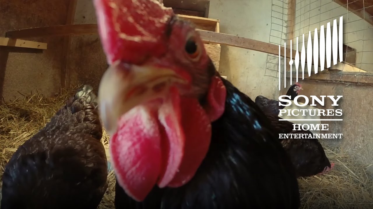 Chicken People - Official Trailer English