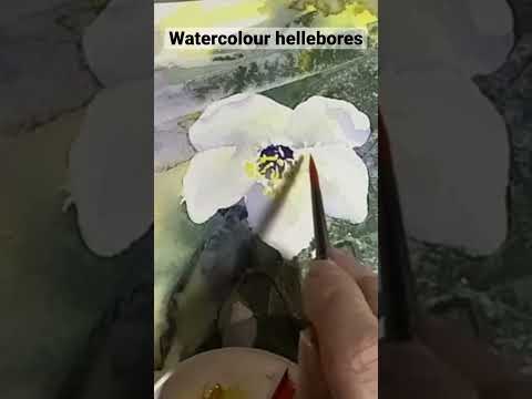 Watercolour hellebores