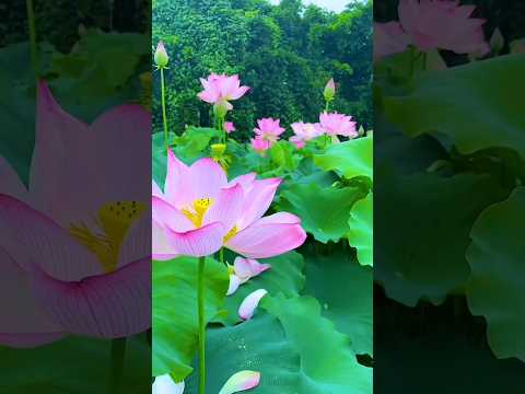 Beauty lotus flowers.🐸| #water #flowergarden #lake #lotus #lotusflower #satisfying #trending