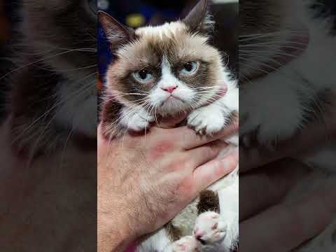 From Memes to Stardom: The Rise of Grumpy Cat
