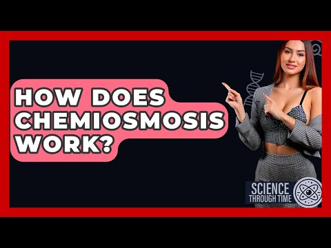 How Does Chemiosmosis Work? - Science Through Time