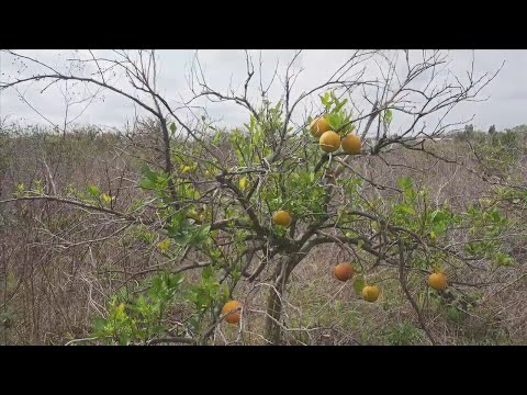 Citrus growers in Florida face decline due to greening disease