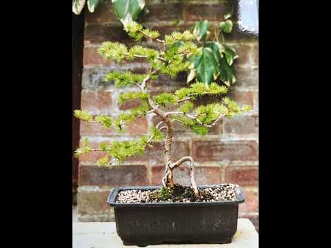 Japanese Larch bonsai I styled at the on Saturday……and the same tree 28 years ago in 1997! #bonsai