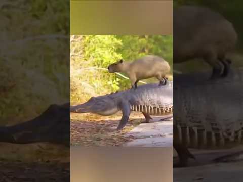Do Crocodiles Loves Capybaras?