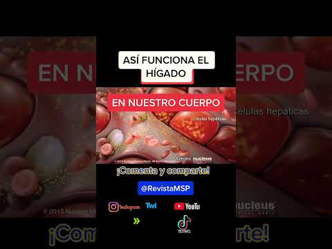 ASÍ FUNCIONA NUESTRO #HÍGADO - HOW THE LIVER WORKS?