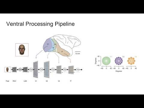 UM-D Robot Vision - A Discussion of the Human Vision System and its Apparent Focus on Invariants