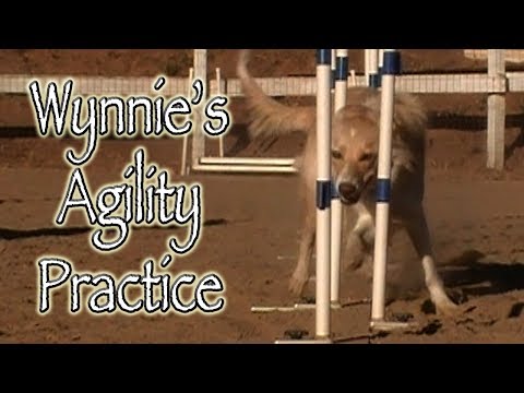 Wynnie's Agility Practice - Weaves, Sequencing, Teeter