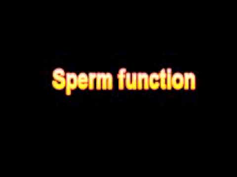 What Is The Definition Of Sperm function Medical School Terminology Dictionary