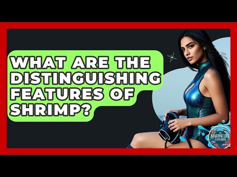 What Are The Distinguishing Features Of Shrimp? - The Marine Life Explorer