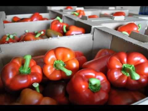 Leamington Peppers & Tomatoes from JC FRESH FARMS