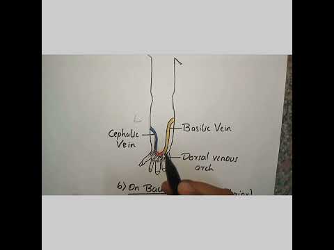 superficial venous system of upper limb