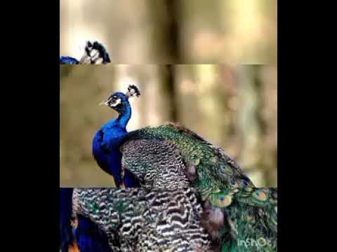 Peacock a magnificent bird