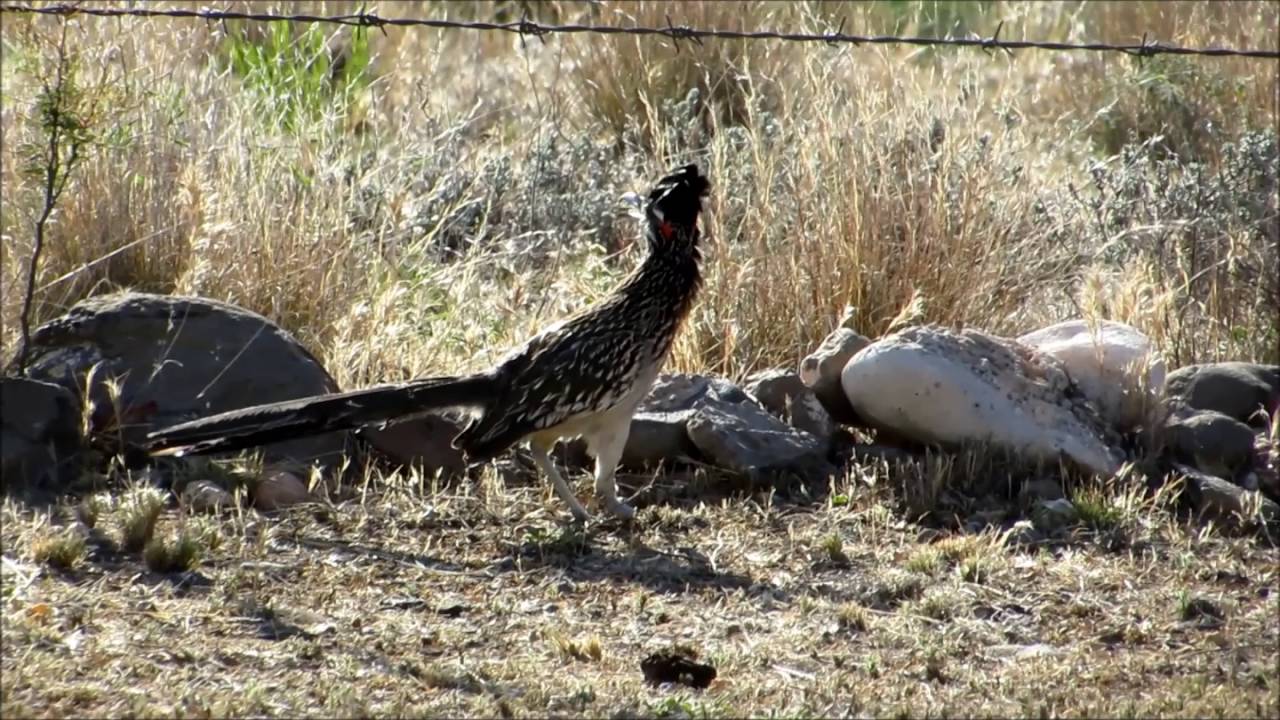Filming the Feathers: Greater Roadrunner