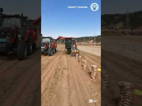 The process of harvesting high-yield corn seeds with machines