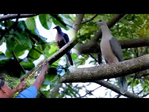 sling shot bird hunting in the hills - how to make sling shot