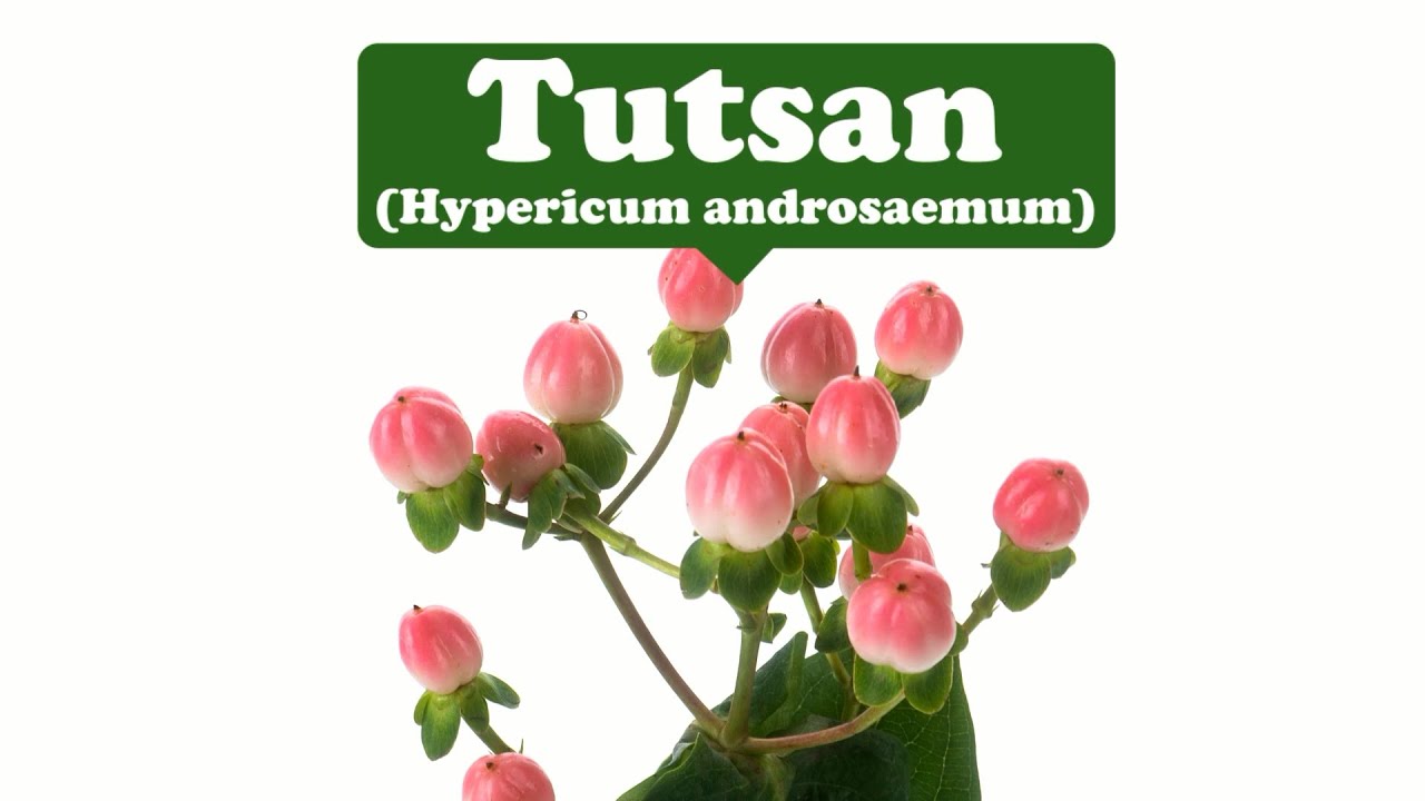 Hypericum symbolizes protection and rebirth--Tutsan
