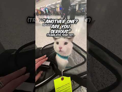 This cat is all of us when flying 🤭