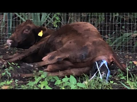 Calf Birth, and the signs to look for leading up to Calving