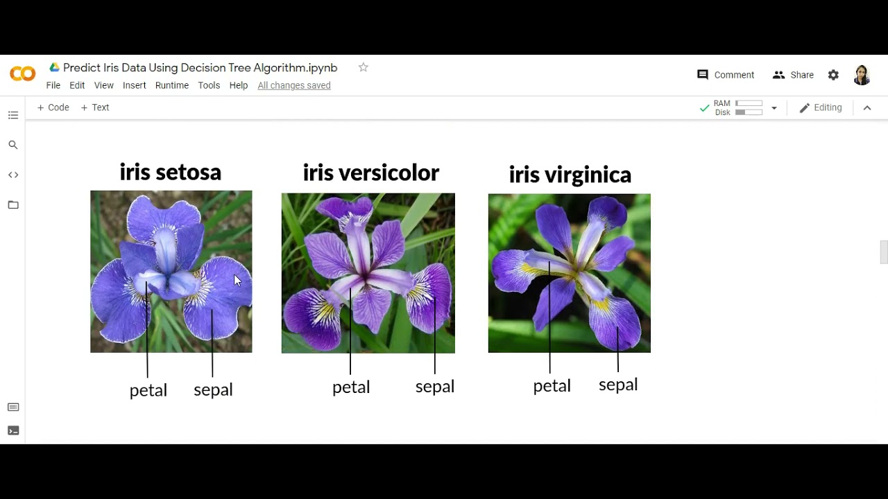 Predict Iris Data Using Decision Tree Algorithm