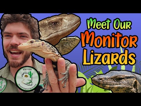 MONITOR LIZARDS (Quince, Nile, Asian Water and Savannah)