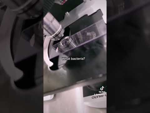 Bacteria causing Urinary Tract Infection gram staining #laboratory #bacteriology #microbiology #mls