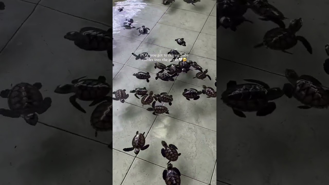 #JasonDeruloTV // Baby Turtles #GotPermissionToPost From @nomadictraveltherapy #SlowLow