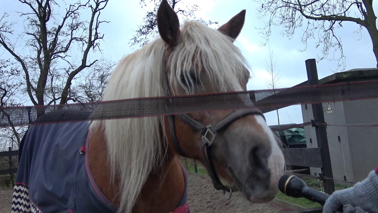 Promotievideo Ponyplezier