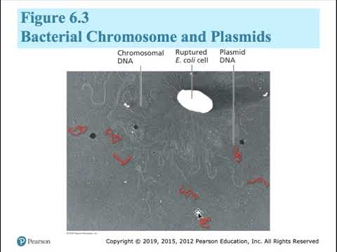 Genetics Ch6 BacterialGeneMapping