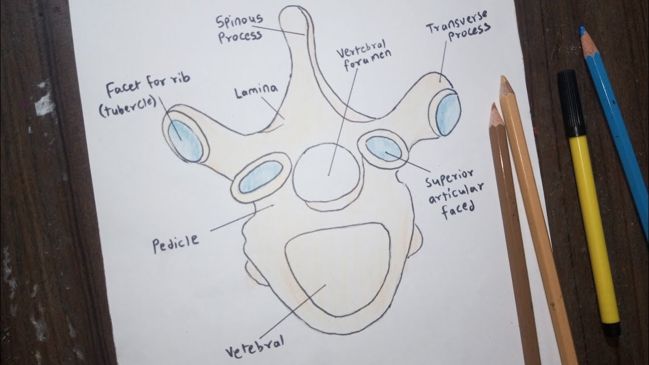 Thoracic Vertebrae Diagram | Label Drawing Vertebrae | Science Drawing Thoracic Vertebrae