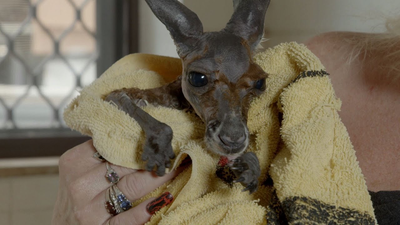 Baby Kangaroo has a bath in the kitchen sink - Kangaroo Dundee: Episode 5 Preview - BBC
