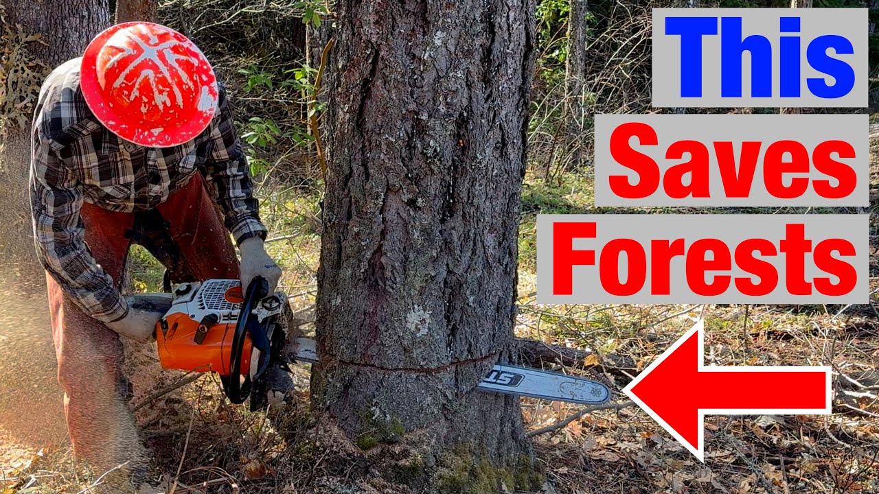 The Real Way to Save Our Forests - Cut Down The Trees