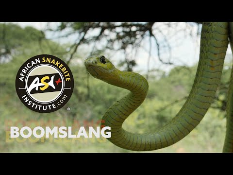 The Deadly Dozen - Boomslang (Dispholidus typus)