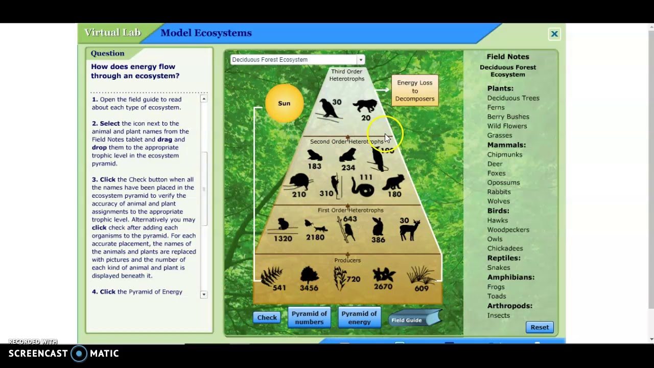 Lab: Model Ecosystems - EXPLAINED!