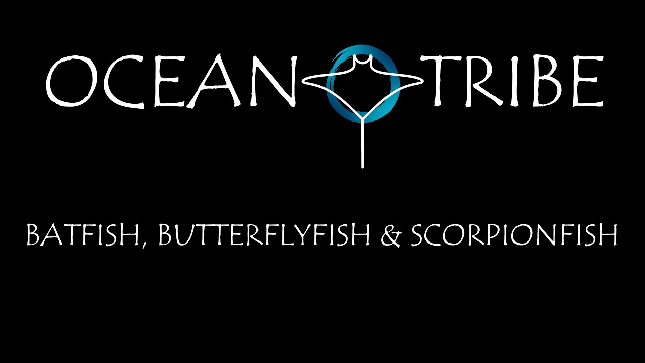 Batfish, Butterflyfish & Scorpionfish