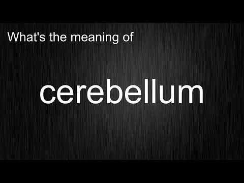 What's the meaning of "cerebellum", How to pronounce cerebellum?