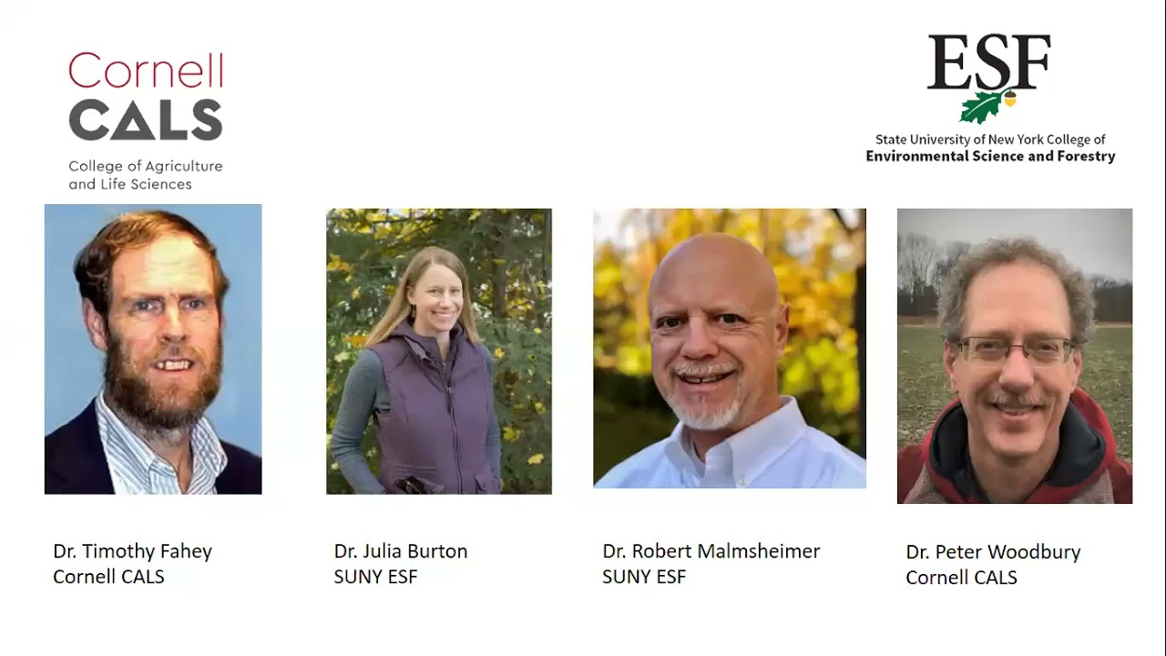 The Science Behind Forest Carbon Sequestration: Nature-Based Solutions to Climate Change