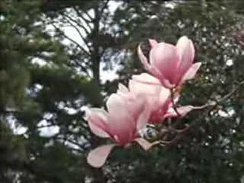 Japanese Magnolias--incredible purple blossoms in spring