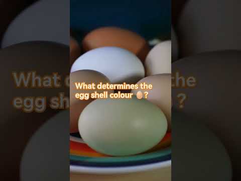 The earlobe is a helpful guide for predicting eggshell colour.#layinghens #poultryfarming #chicken