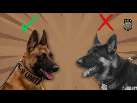 Why Cops Prefer Belgian Malinois Over German Shepherds?