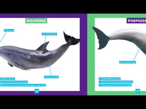 Comparing Animal Differences