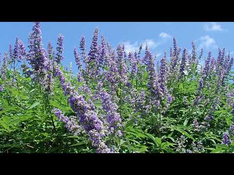 Vitex agnus-castus, Chastetree, full of pollinators