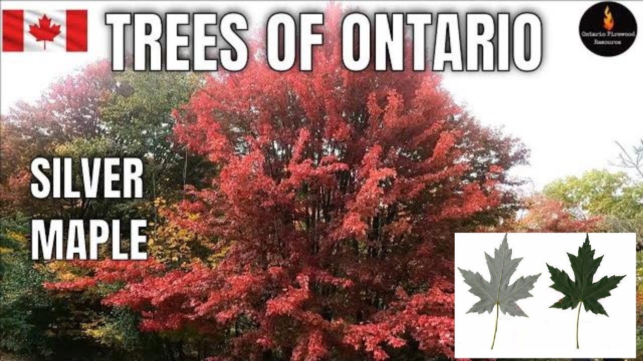 TREES OF ONTARIO - SILVER MAPLE (ACER SACCHARINUM) - TREE IDENTIFICATION SERIES