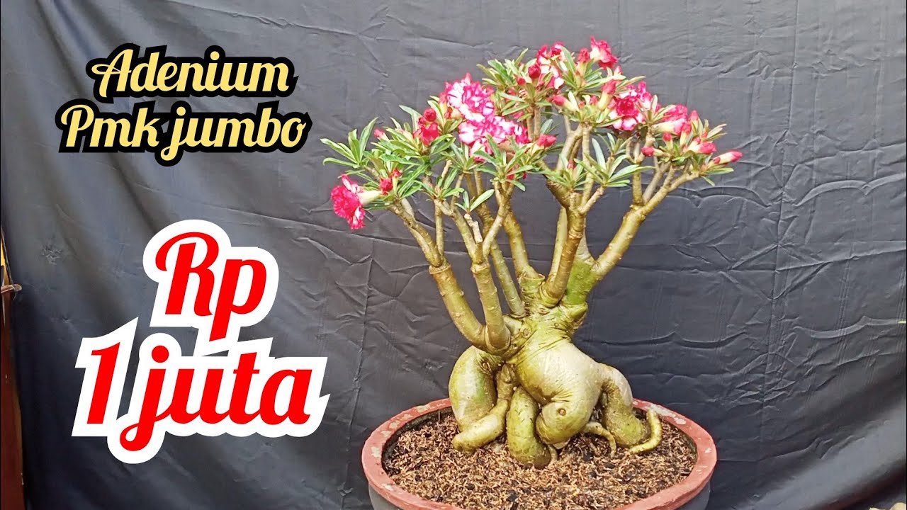 jual adenium pmk jumbo di Amuntai#adenium #bonsai #tanamanhias #trending