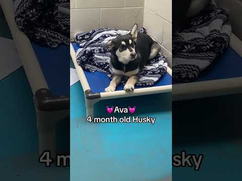 Adoptable Dogs